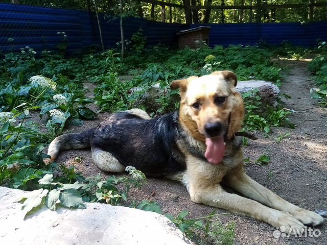 Собака в добрые руки