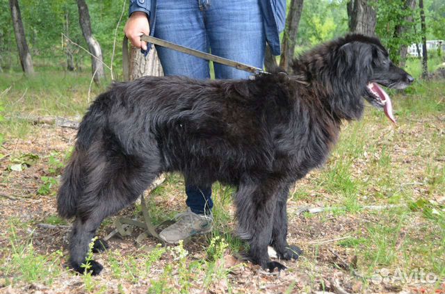 Добряк Филя помесь водолаза ищет дом
