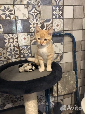 Кот интроверт