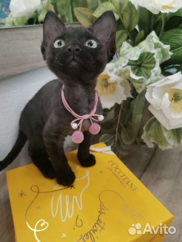 Котята девон-рекс