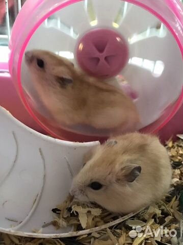 Джунгарский хомяк