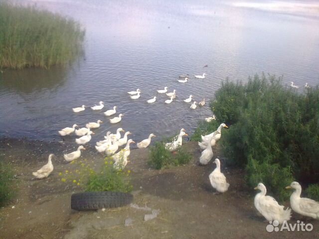 Утята башкирские,пекинские