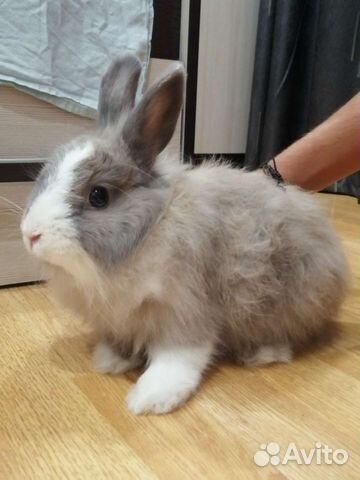 Продам декаротивного кролика