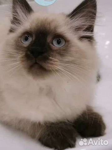 Кошка невская маскараднаяна вязку