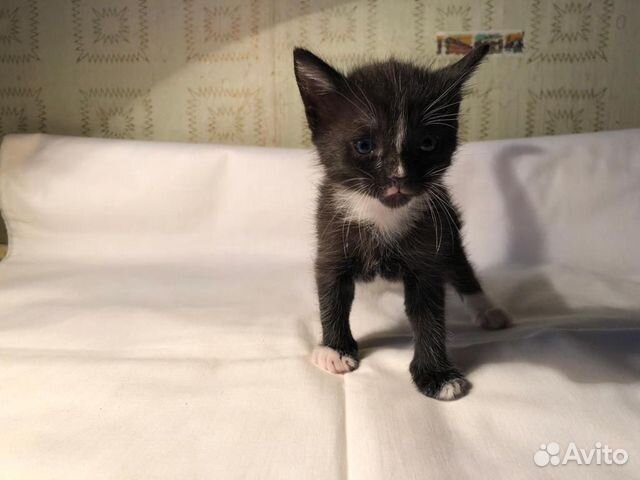 Черно-белая малышка в добрые руки