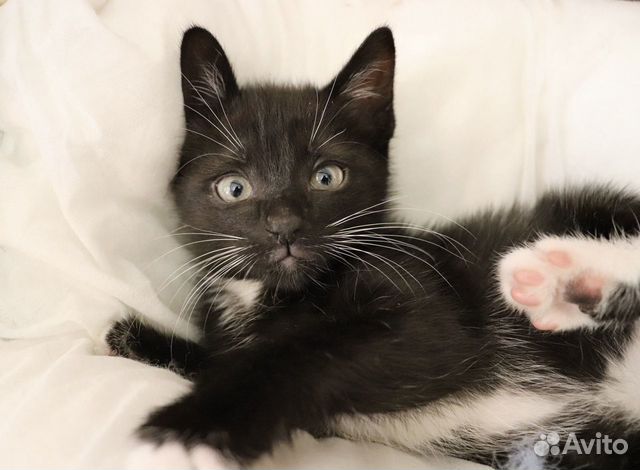 Котенок Перчик ищет дом