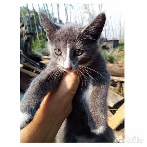Котенок 2мес