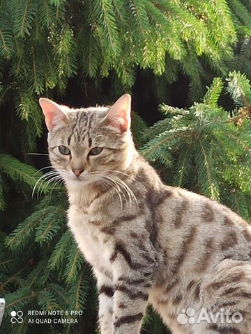 Бенгальская кошка бесплатно