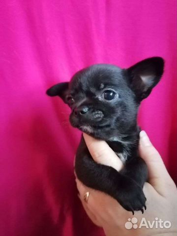 Чихуахуашечки