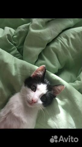 Котёнок в добрые руки