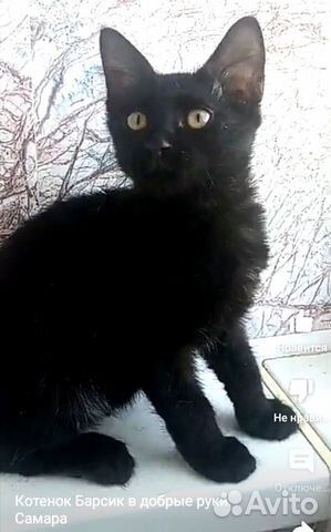 Котенок Барсик в добрые руки