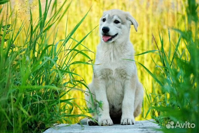 Девочка дворик ищет дом