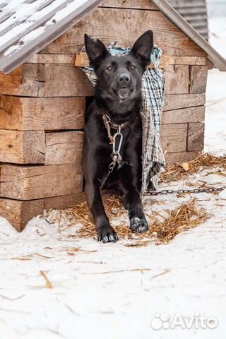 Чара черная красотка