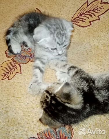 Шотландская