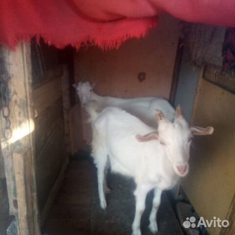 Продам козлят