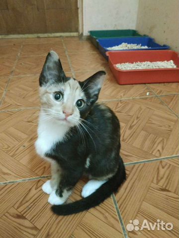 Котенок Фрэнси