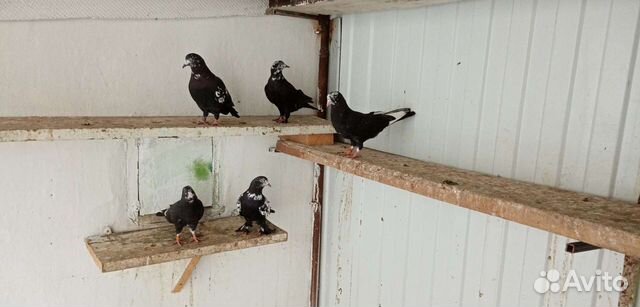 Продаются голуби, все вопросы по телефону