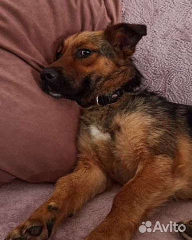 Овчарка-мини ищет дом