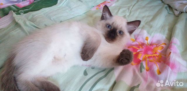 Тайская кошка