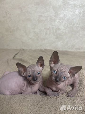 Донской сфинкс