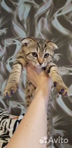 Самая харизматичная кошка