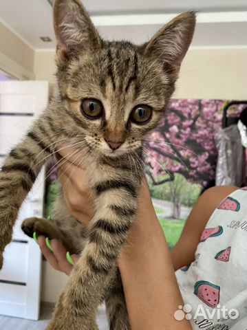 Котенок с большими глазами девочка в добрые руки