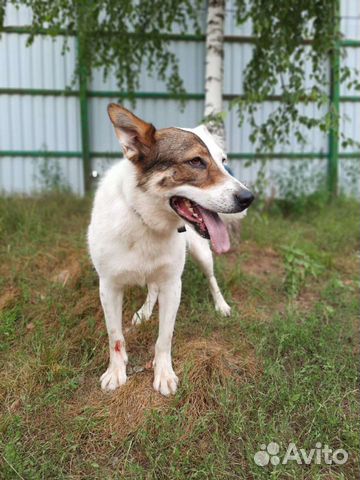 Молодая Олли ищет дом