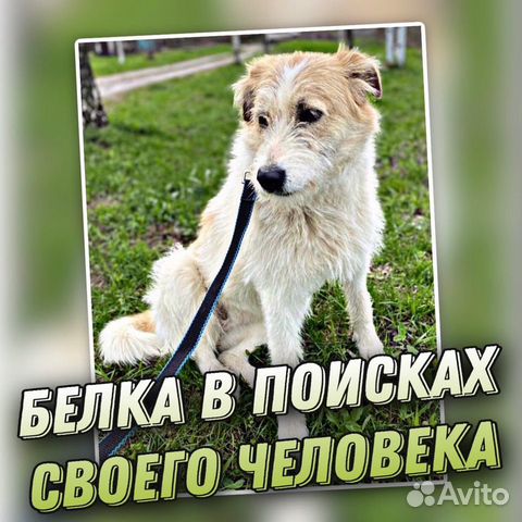 Белка в поисках своего человека