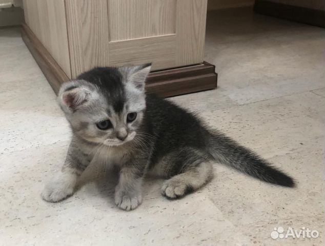 Британский Табби