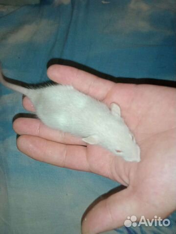 Крыса дамбо