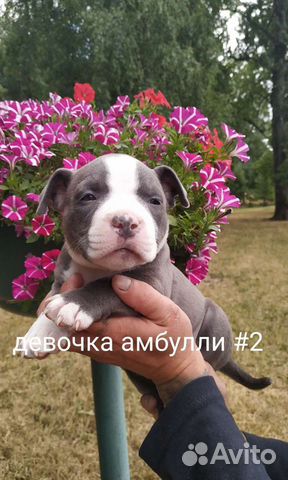 Американский булли