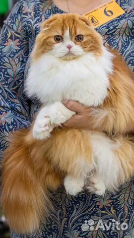 Взрослые котики и кошечки из питомника
