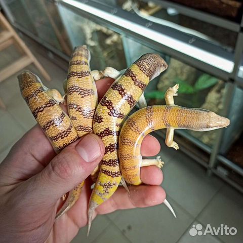 Аптечный сцинк