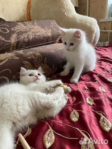 Метисы ангорской кошки