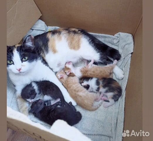 Котята