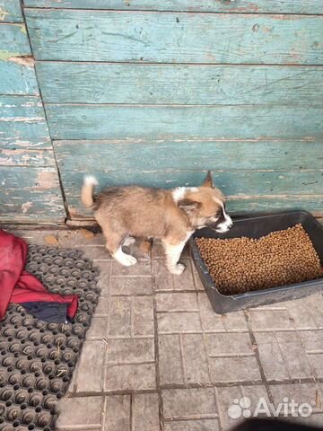 Красивый щенок ищет дом