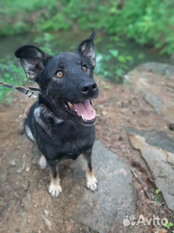 Собака мальчик бесплатно