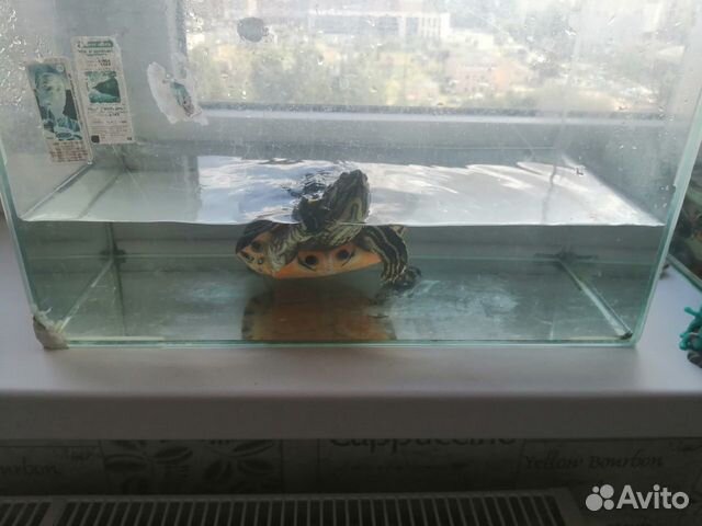 Две красноухие черепашки с аквариумами