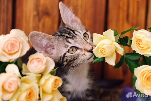 Цветочный котик 2 мес