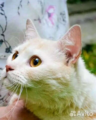 Кошка в добрые руки