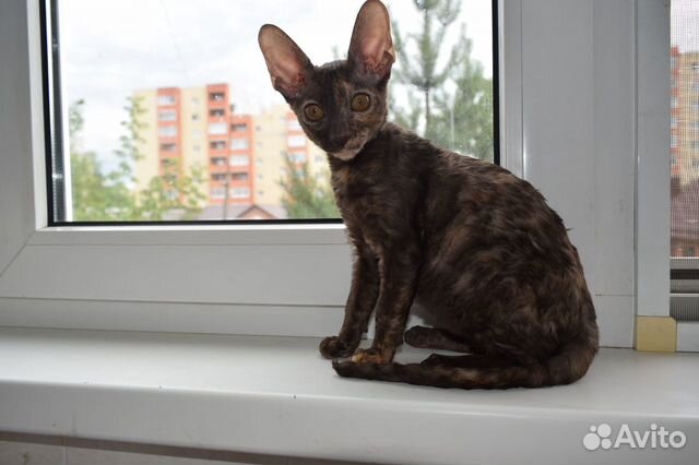 Корниш рекс котята