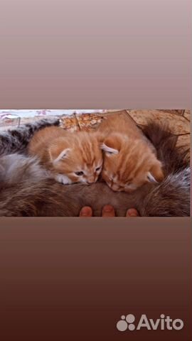 Вислоухие котята в добрые руки