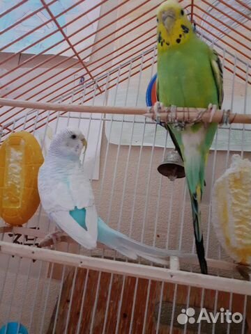 Волнистый попугай