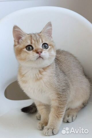 Котята золотая шиншилла