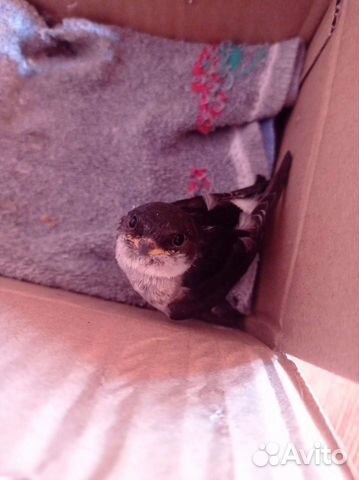 Ласточка (воронок)