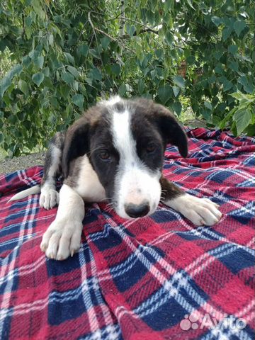 Бинго в поисках дома