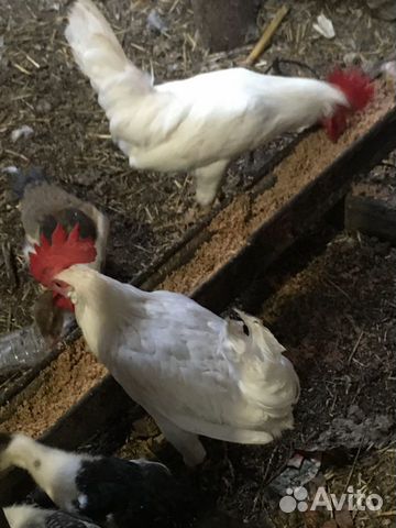 Петухи Леггорн