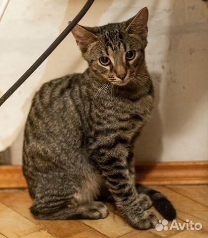 Котёнок Василий (он же Люша, он же Пуля)