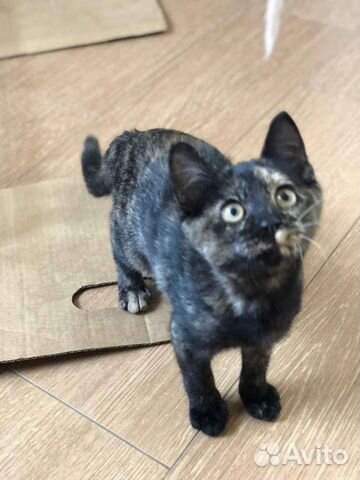 Котенок Звёздная Ночка