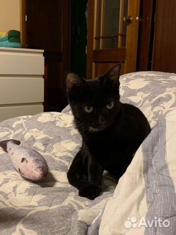 Котек-обаяшка